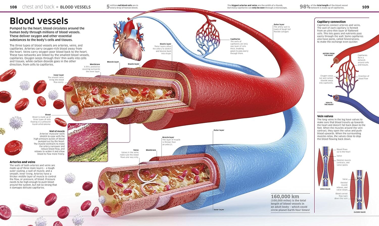 Knowledge Encyclopedia Human Body! by DK - Ages 9+ - Hardback — Books2Door