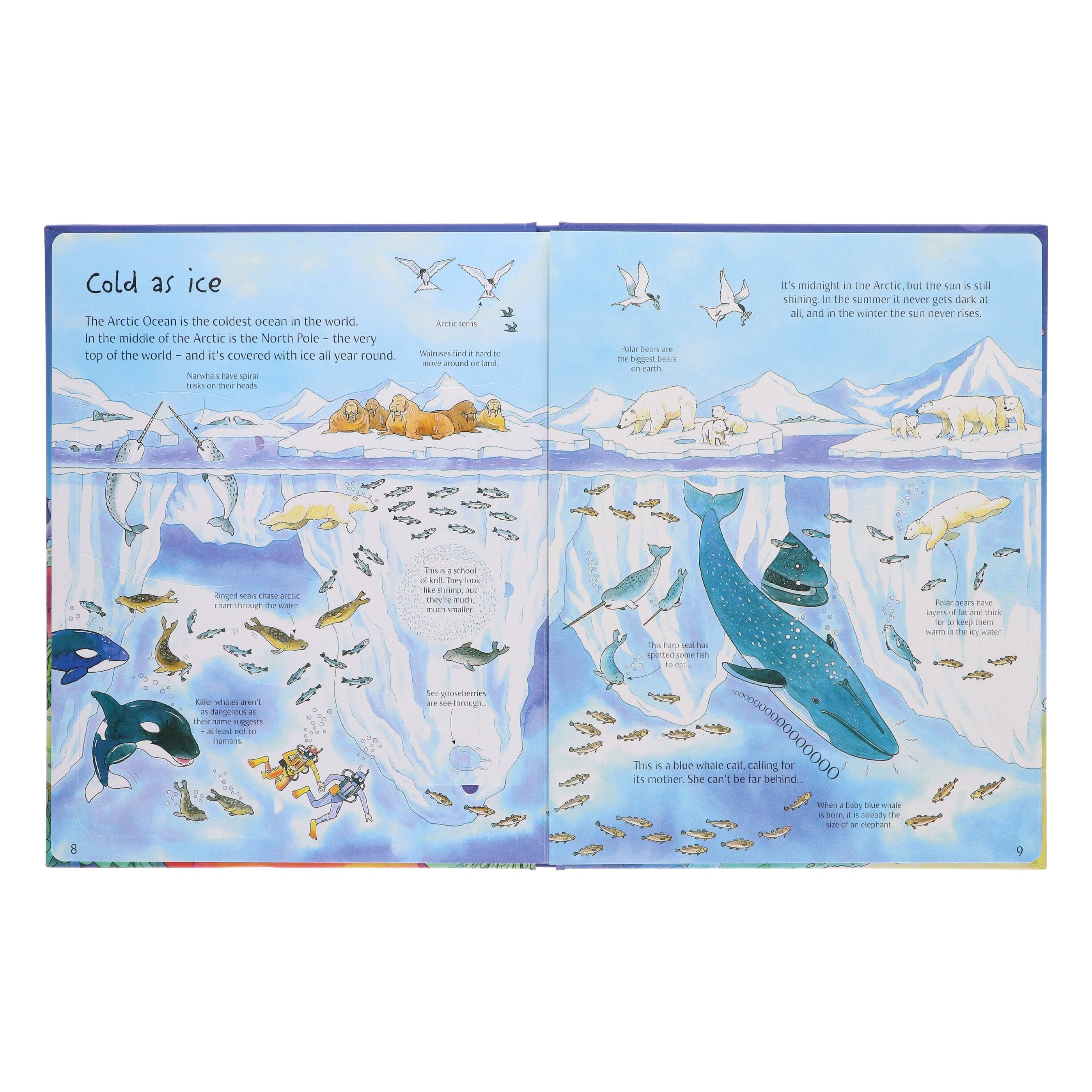 See Inside: See Under the Sea (An Usborne Flap Book) By Kate Davies ...